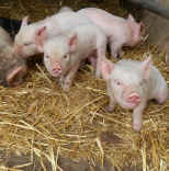 Pig Breeders